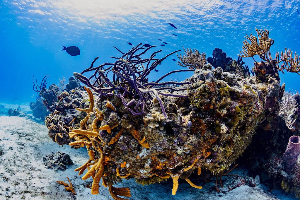 10 Amazing Things Cozumel is Known For