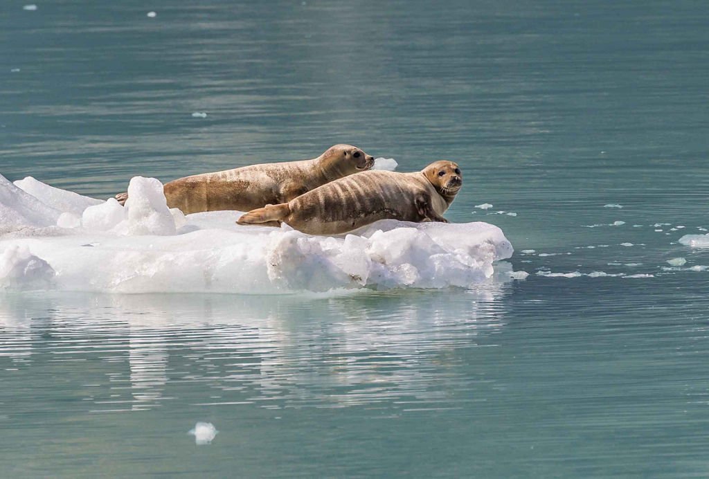 Endicott Arm and Dawes Glacier Excursions