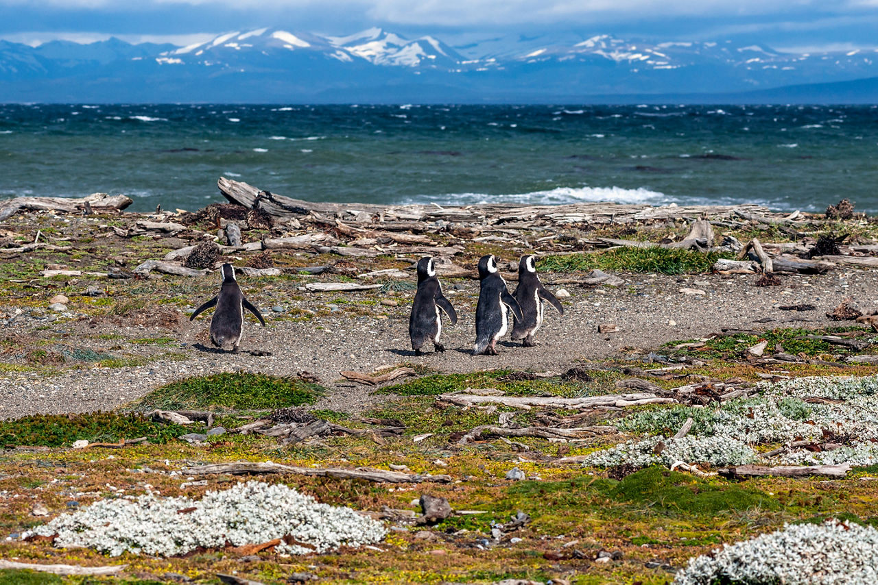 Cruises to Punta Arenas, Chile | Royal Caribbean Cruises